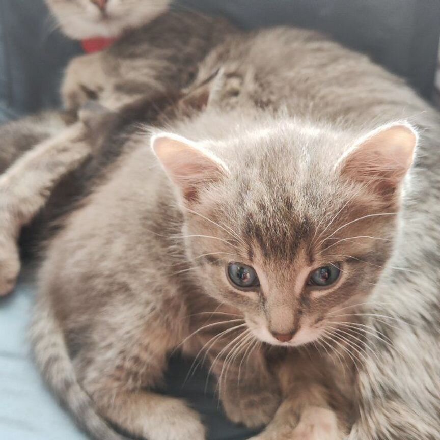 Котята в добрые руки бесплатно