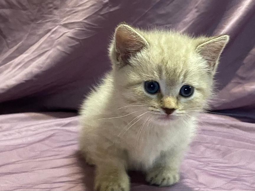 Котята манчкин