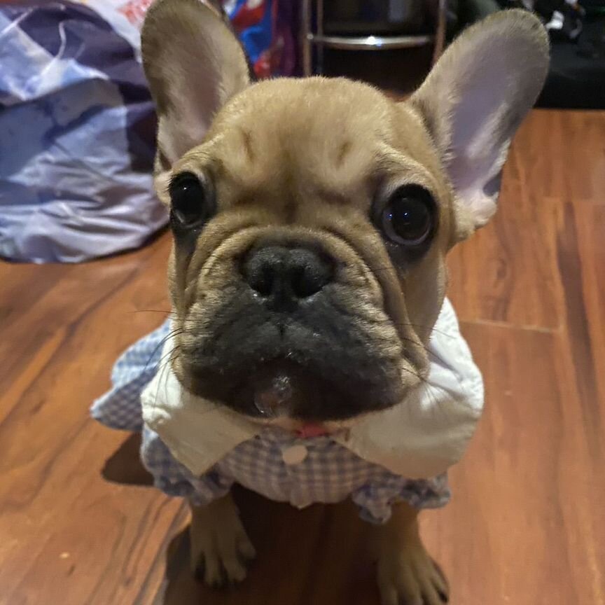 Девочка французского бульдога РКФ