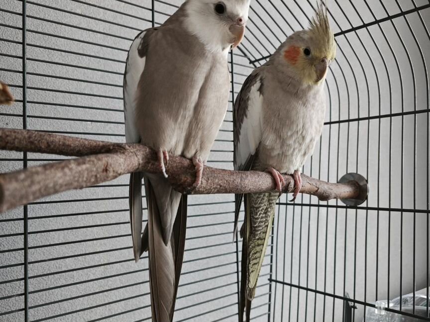 Попугай корелла пара