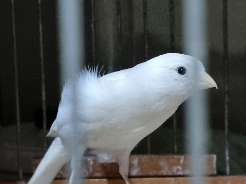 Кенар овсяночного напева