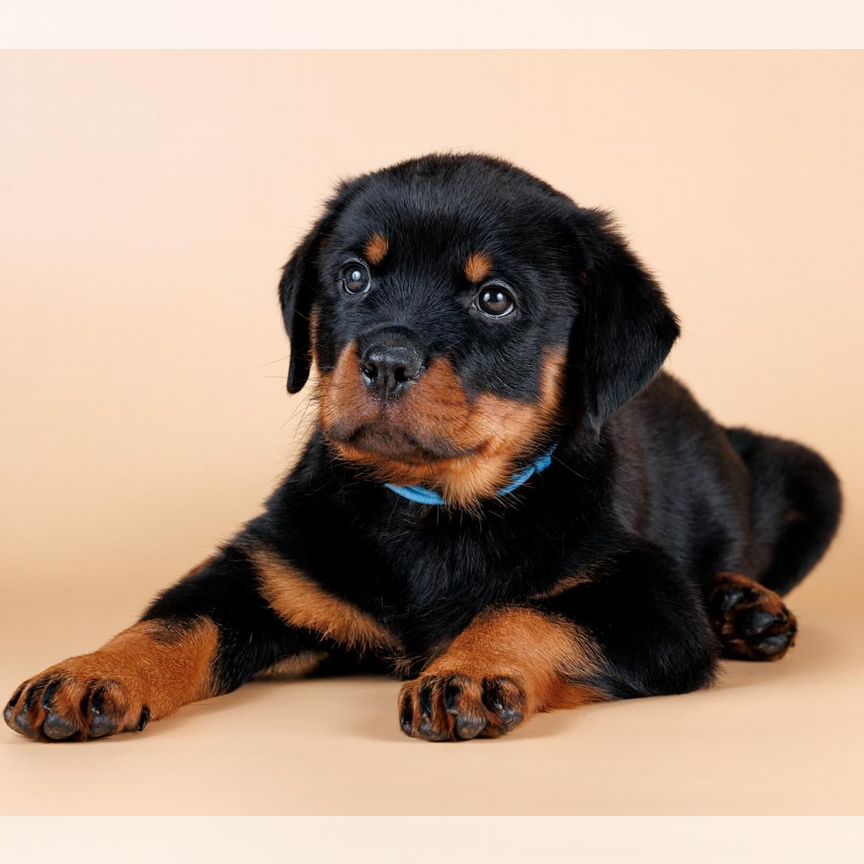 Ротвейлер, щенок