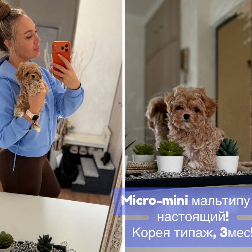 Мальтипу, щенок