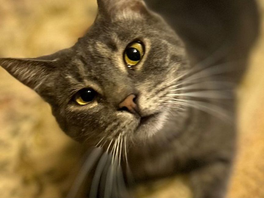 Умная красивая девочка ищет передержку или дом