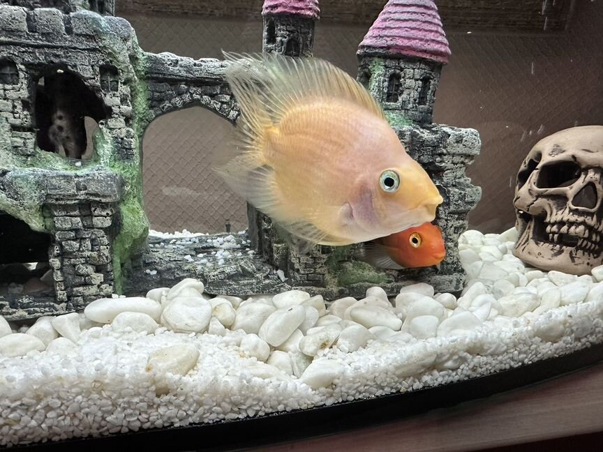 Аквариумные рыбки