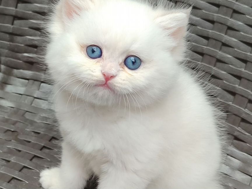 Британский золотой котик