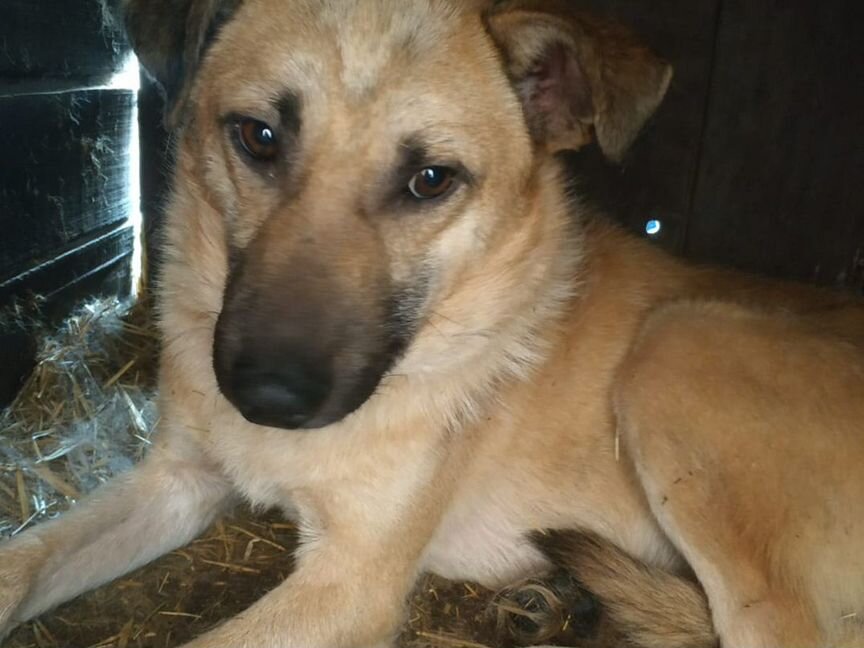 В добрые руки