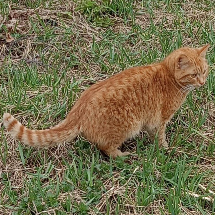 Взрослый кот в добрые руки