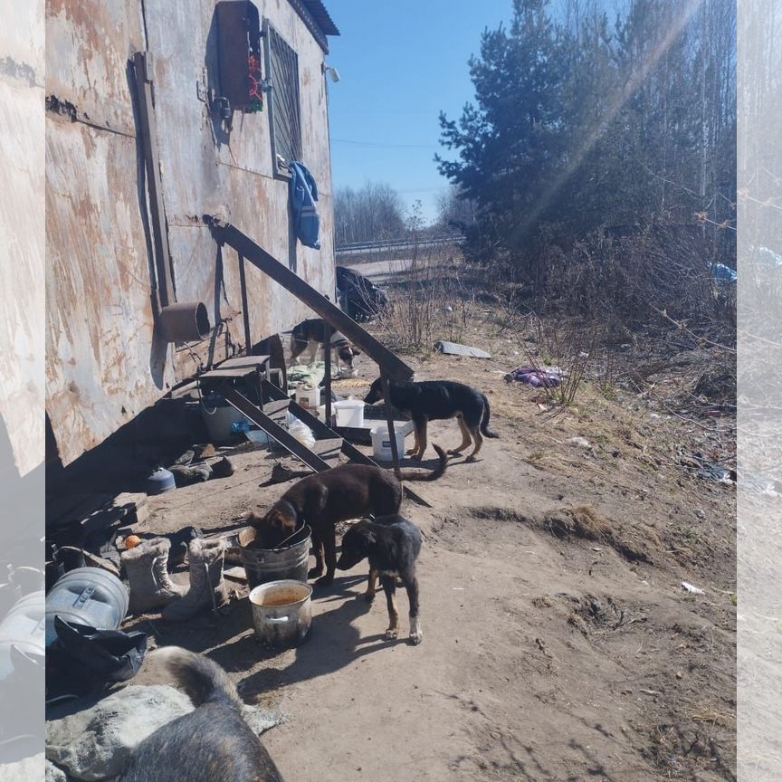 Взрослый пёс в добрые руки