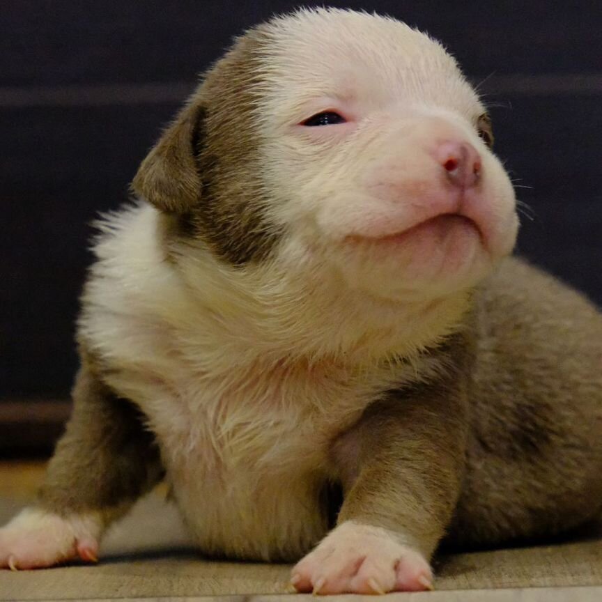 Американский булли