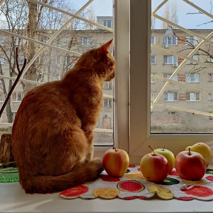 Рыжий котик Кузя