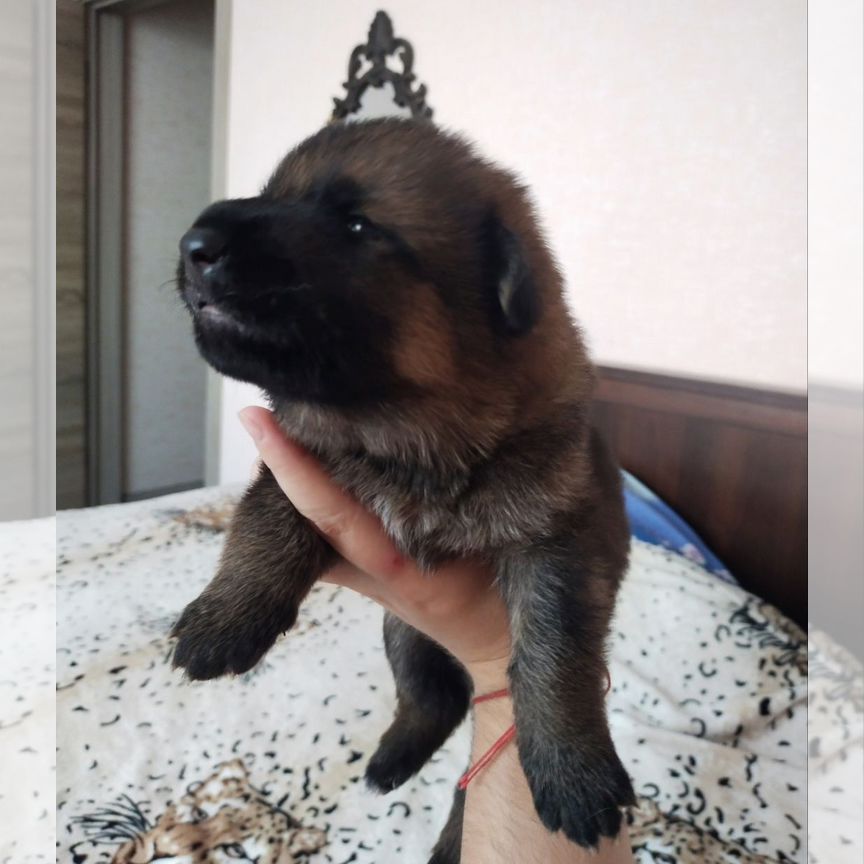 Восточноевропейская овчарка, щенок