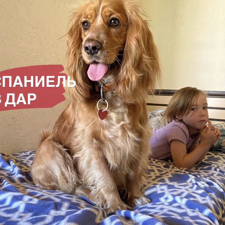 Английский кокер-спаниель, взрослая собака