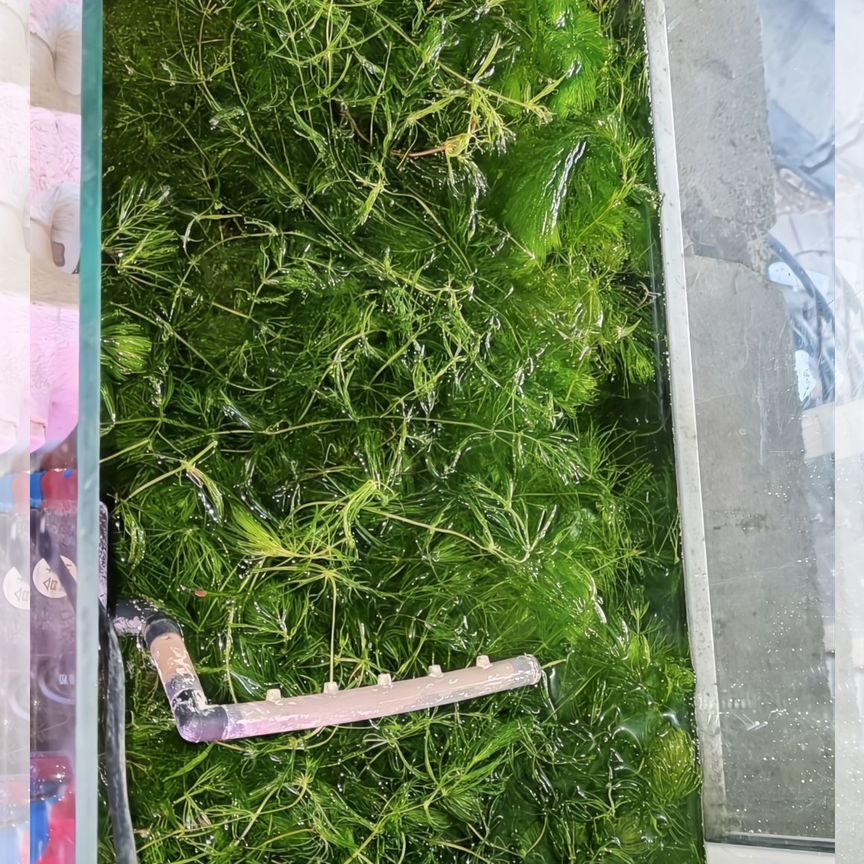 Роголистник для аквариума