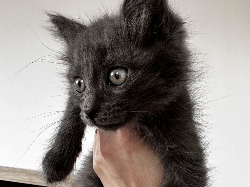 Котёнок в любящую семью