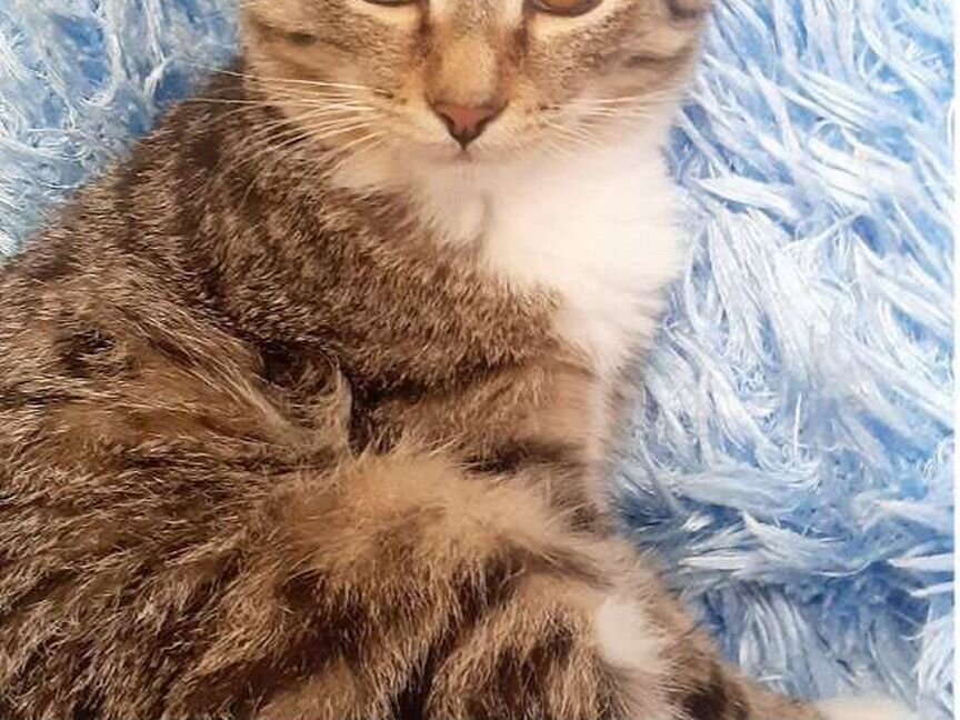 Котенок мальчик 5 месяцев