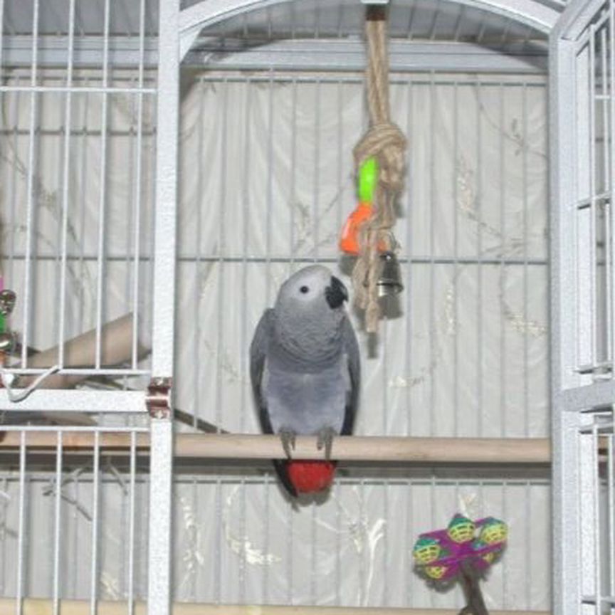 Попугай Говорящий Ручной