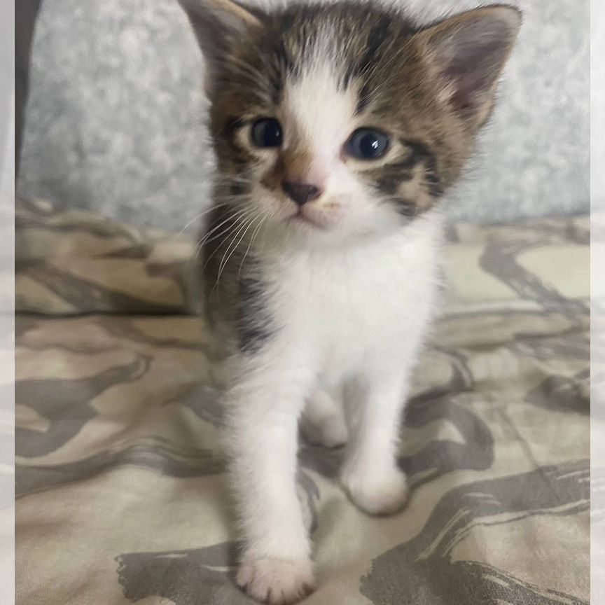 Британский короткошёрстный котёнок