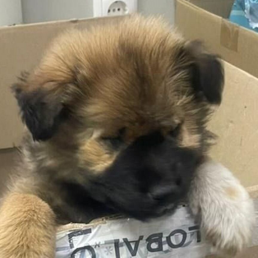 Щенок в добрые руки