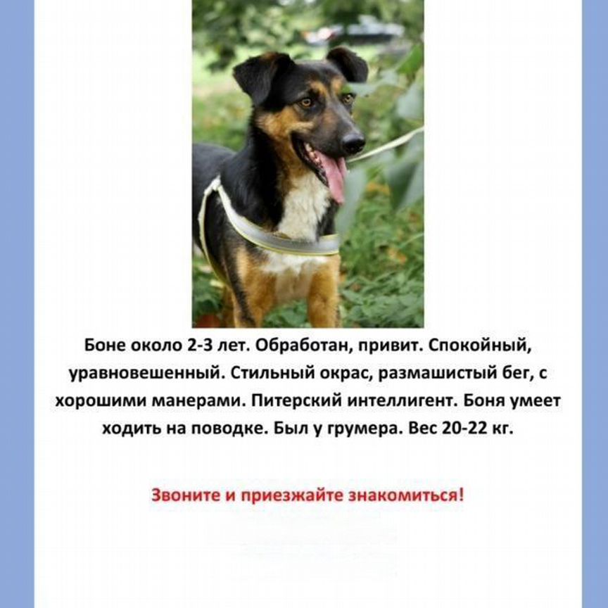 Взрослый пёс в добрые руки