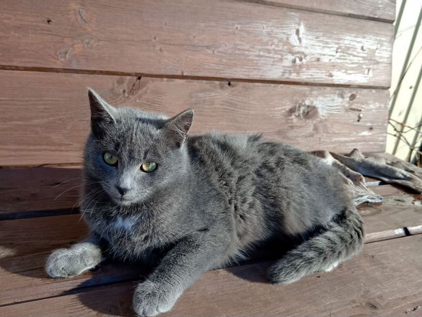 Котик в добрые руки