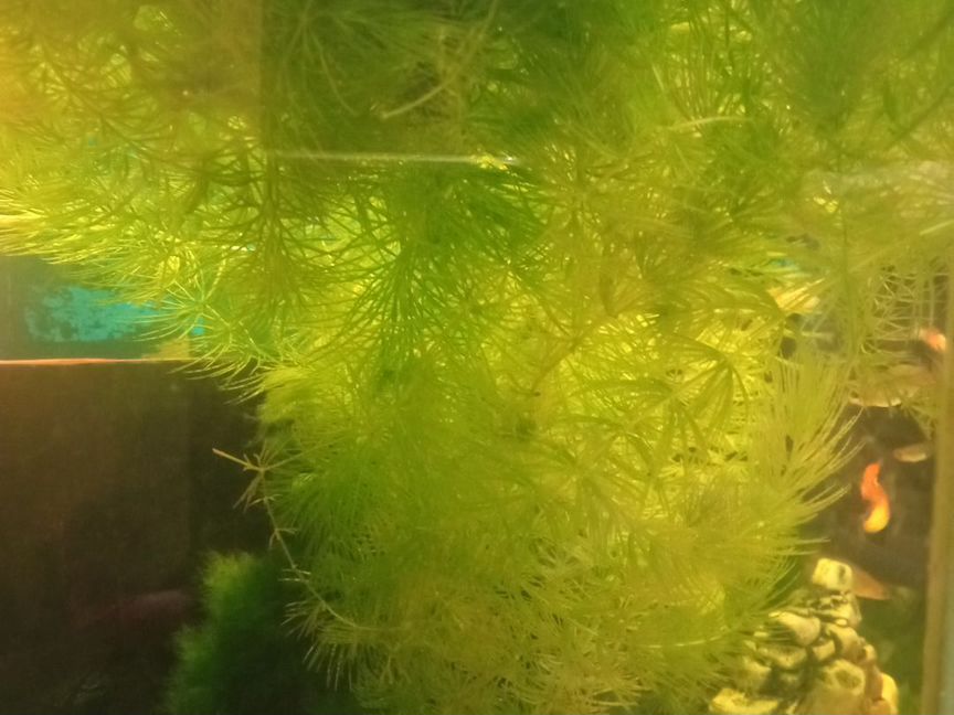 Прополка роголистник