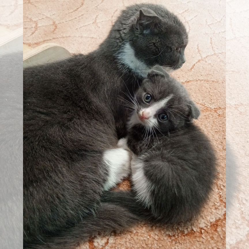 Шотландский вислоухий короткошёрстный котёнок