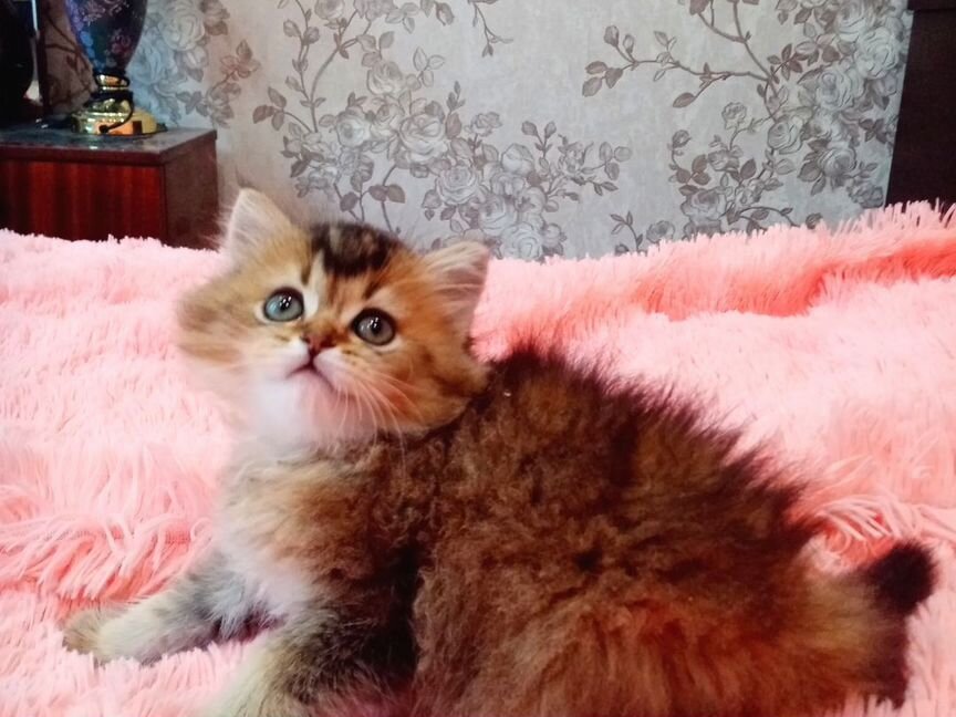 Шотландскиая золотая красавица хайленд страйт