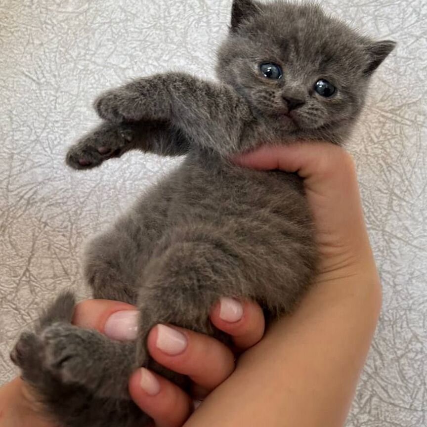 Британские котята
