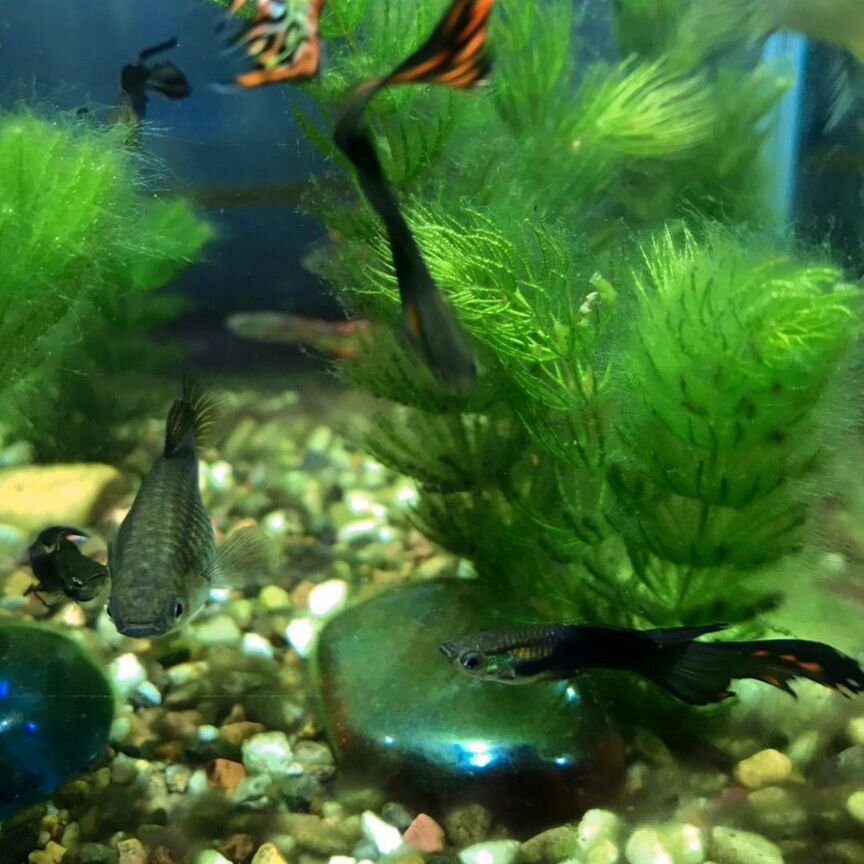 Мальки гуппи