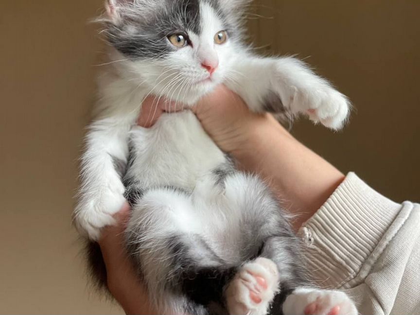 Котята (родились 8 марта)