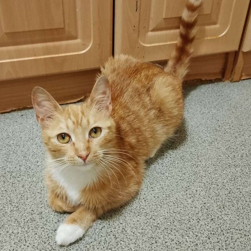Котенок в добрые ручки