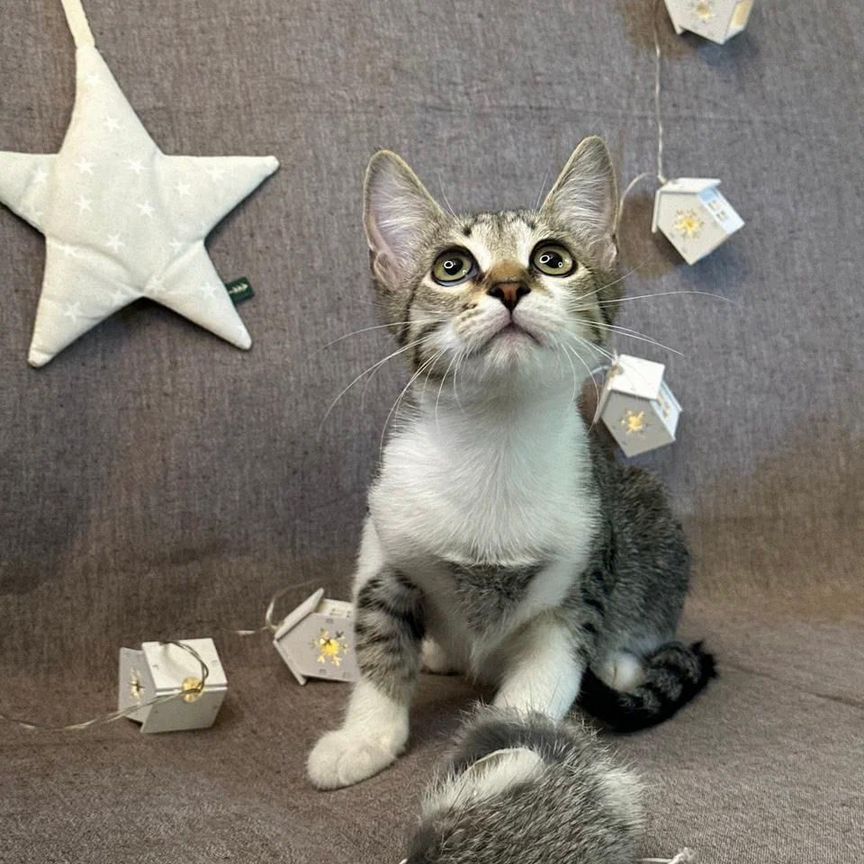 Котенок Фантик 4 месяца в добрые руки