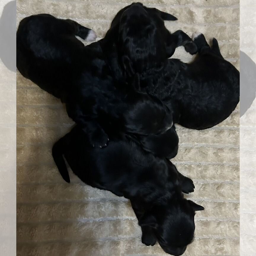 Мальтипу, щенок