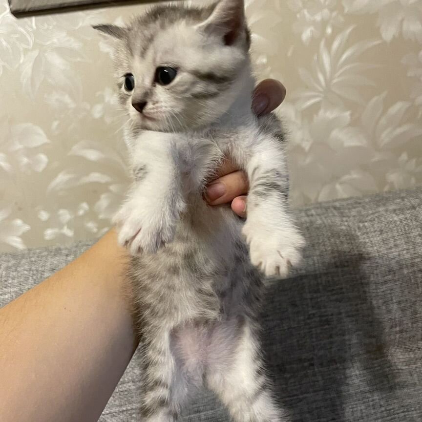 Котятки в добрые руки