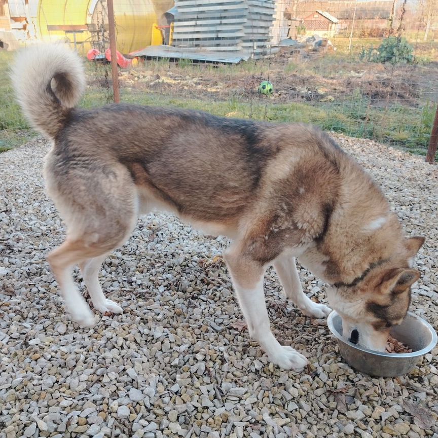 Лайка, взрослый пёс