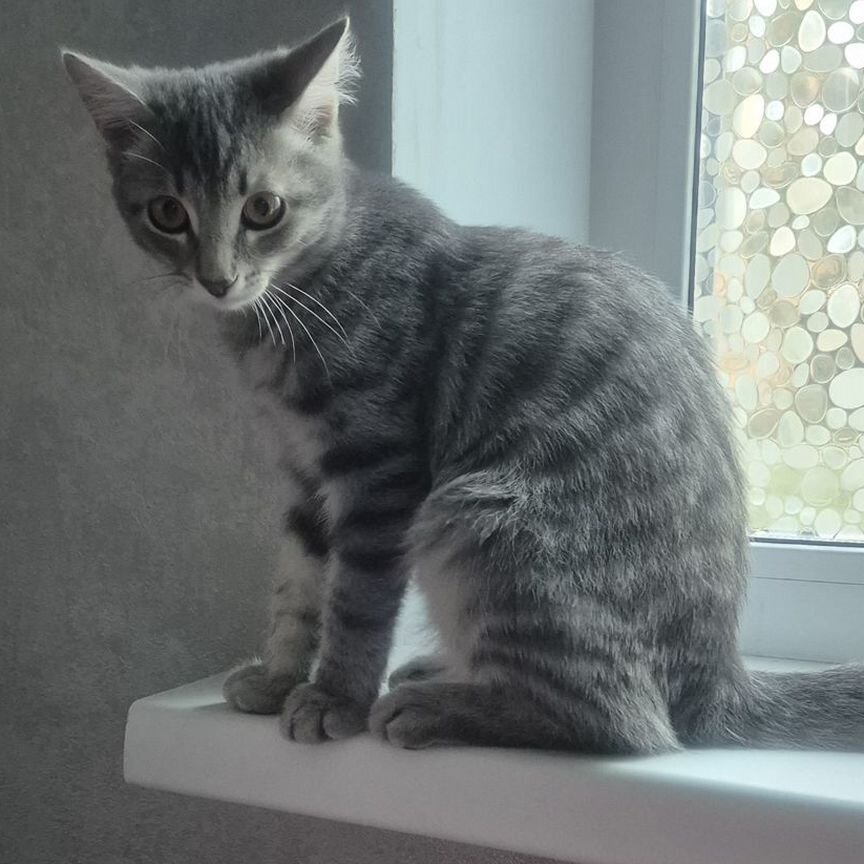 Котенок в добрые руки