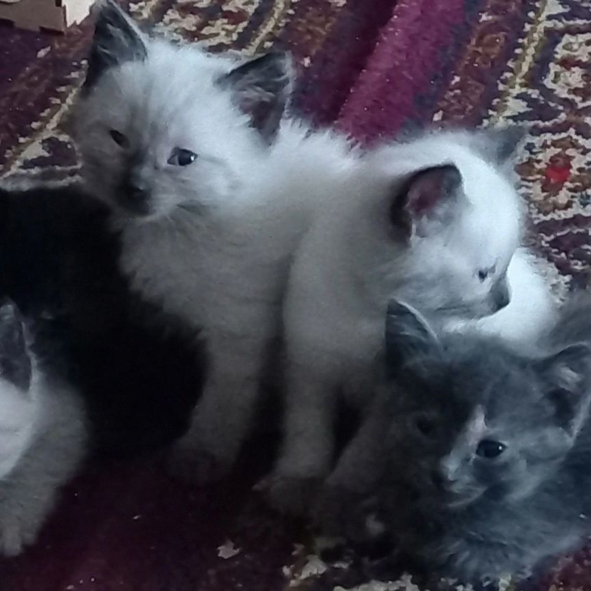 Пять котят домой хотят