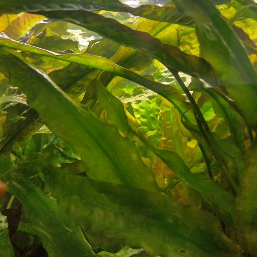 Аквариумное растение