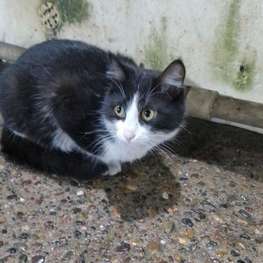Отдам кота в добрые руки