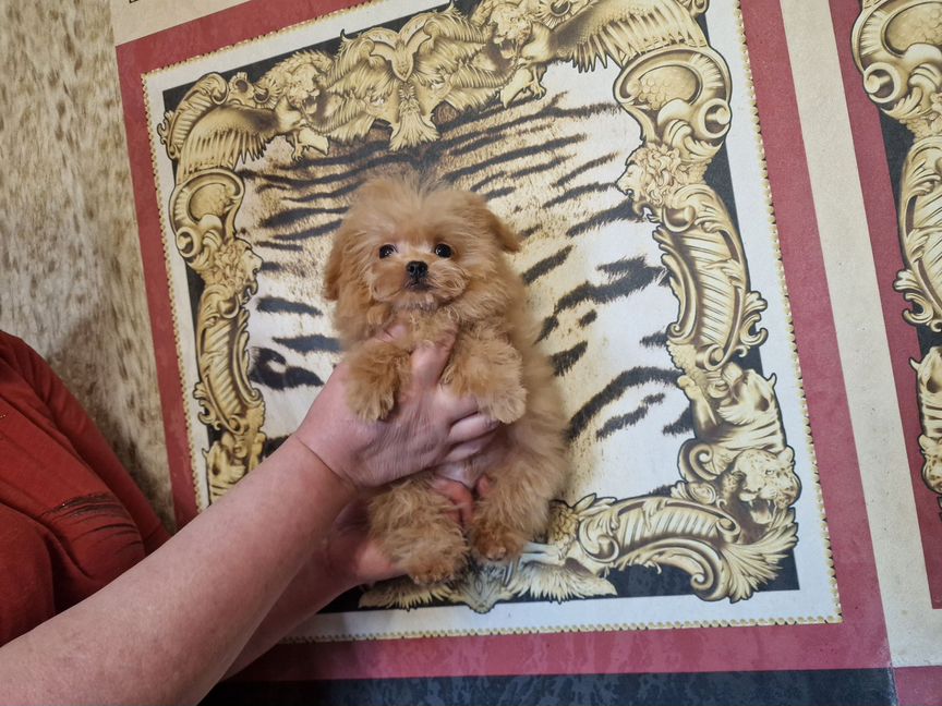 Мальтипу Ф1 Панда Шарм Леонардо