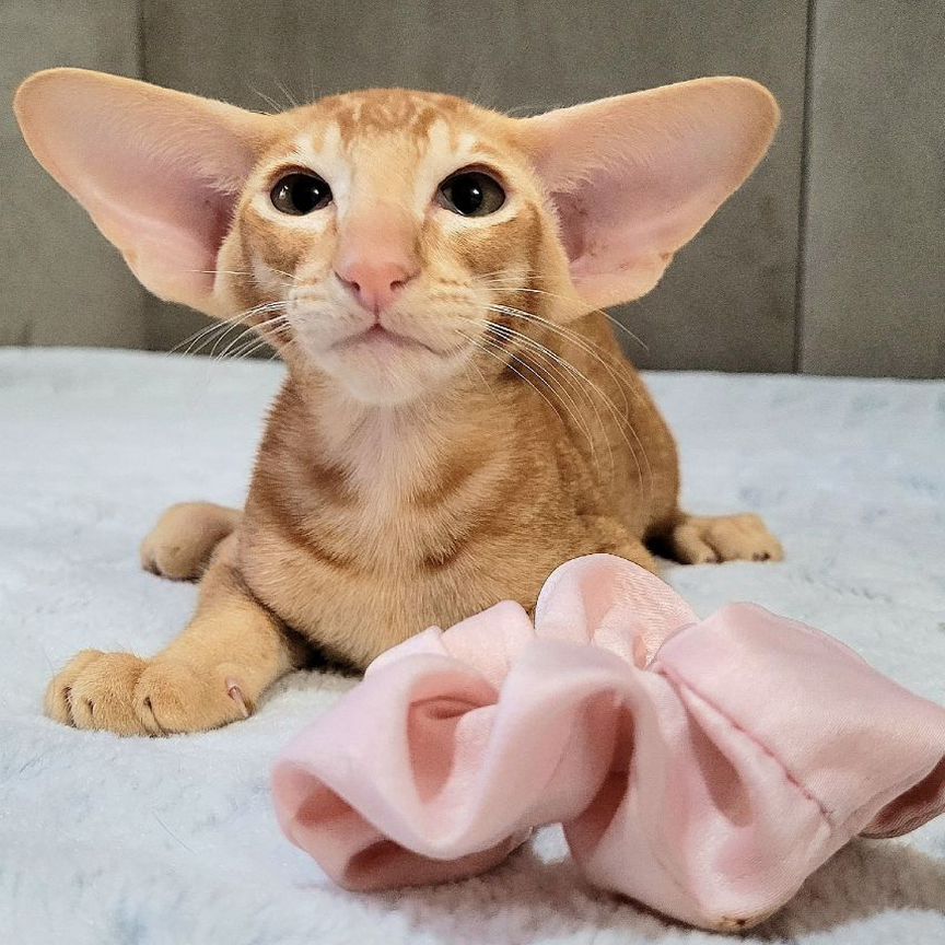 Ориентальный котёнок