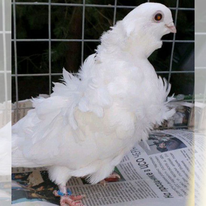 Голуби китайские чайки