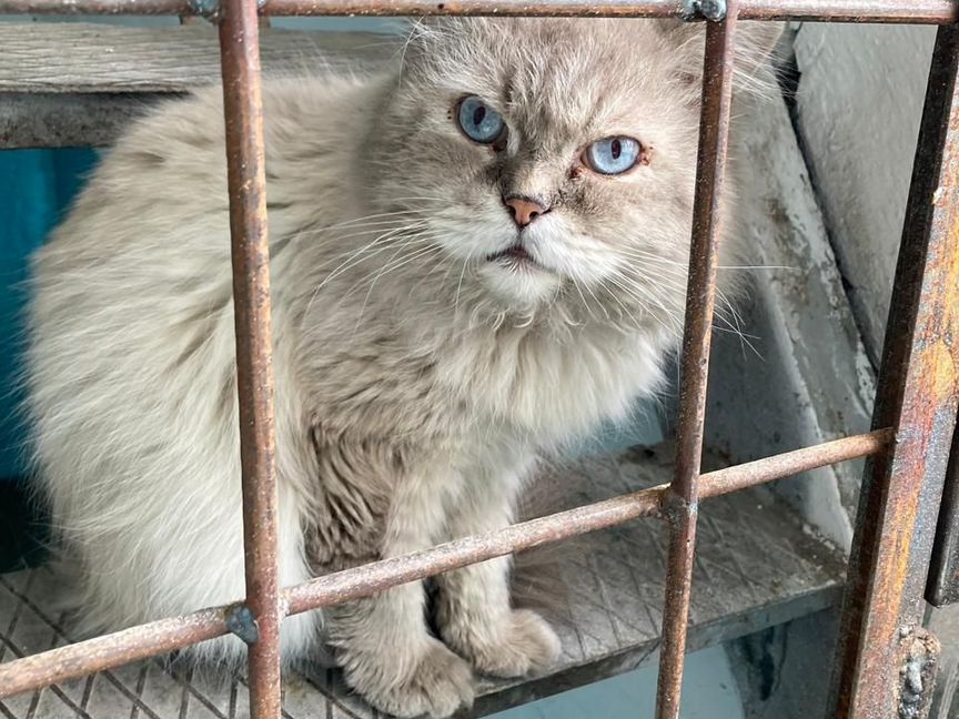 Котик