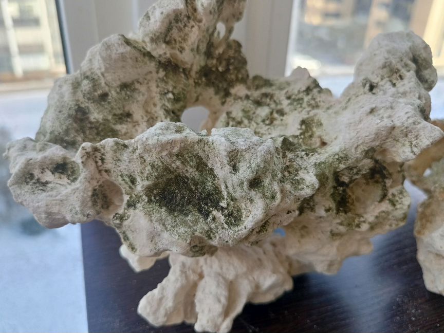 Коралл балянус