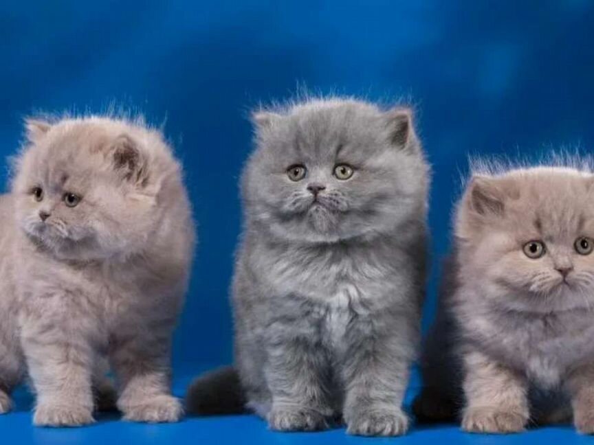 Британские котята