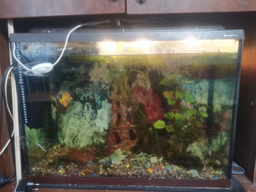 Аквариум