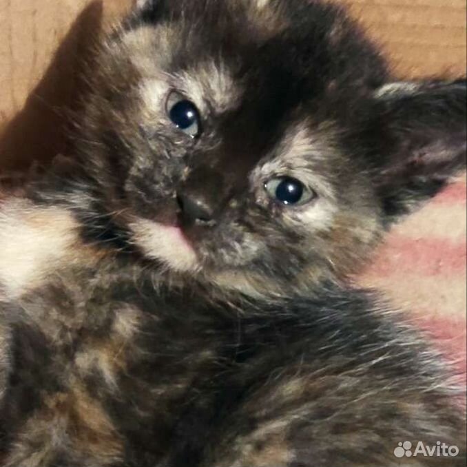 Котенок в дар 1,5мес