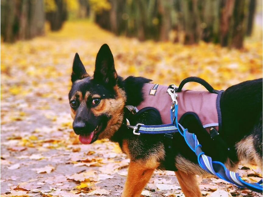 Пальме нужен дом