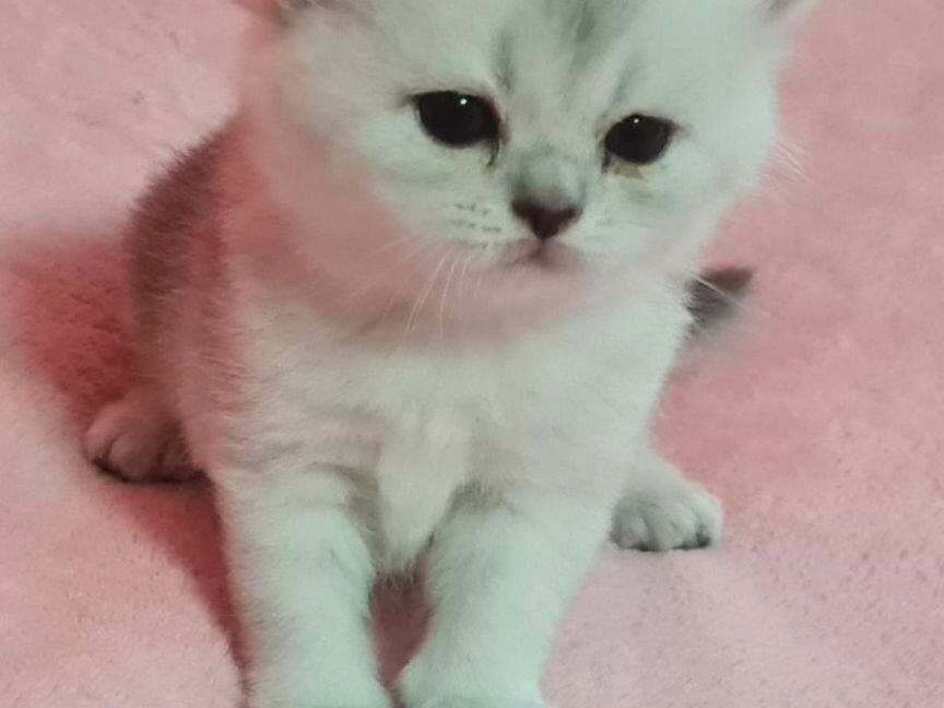 Шотландские вислоухие котята (девочка)